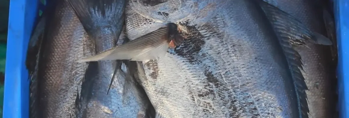 Reineta (Brama australis) recurso altamente migratorio, regionalmente ...